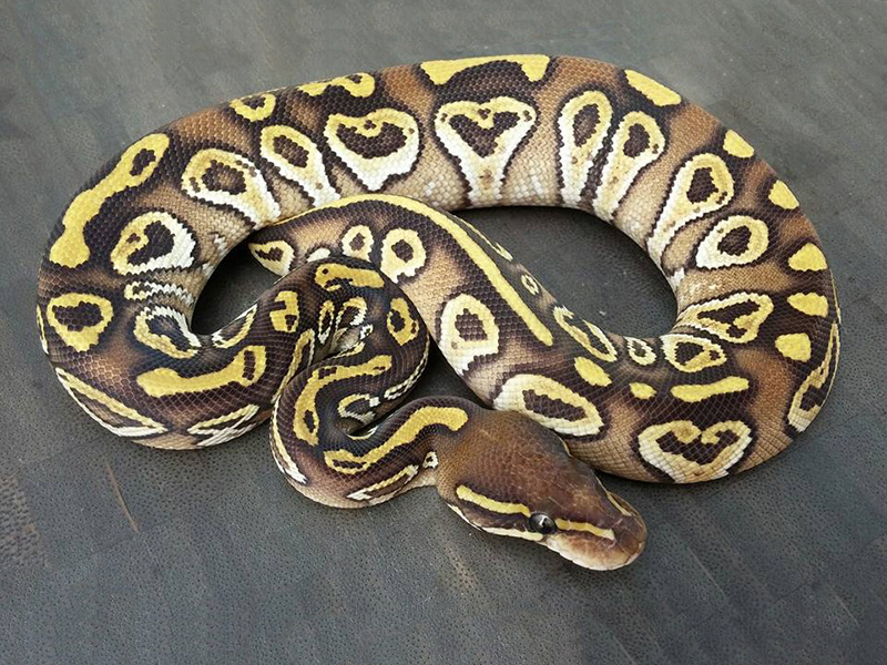 Morph List - World of Ball Pythons