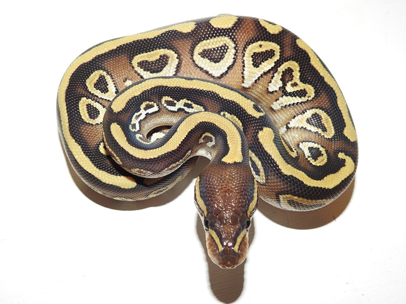 Morph List - World of Ball Pythons