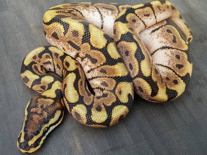 Morph List - World of Ball Pythons