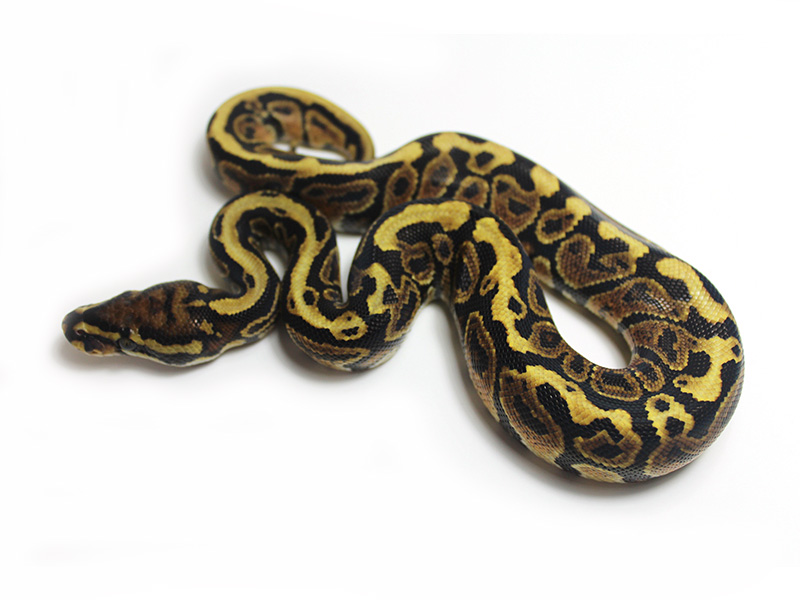 Blitz Spotnose Vanilla - Morph List - World of Ball Pythons