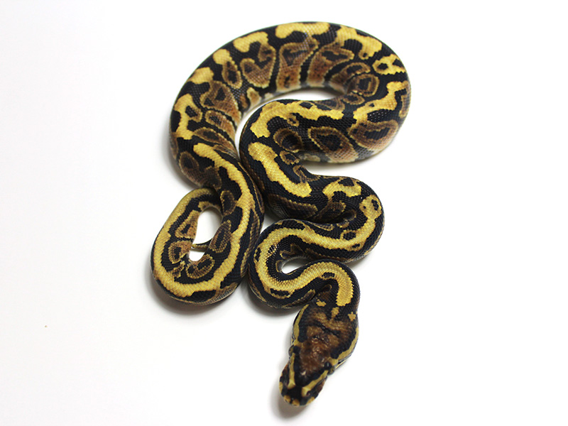 Morph List - World of Ball Pythons