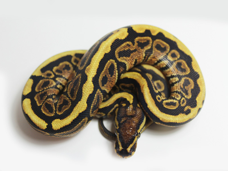 Morph List - World of Ball Pythons