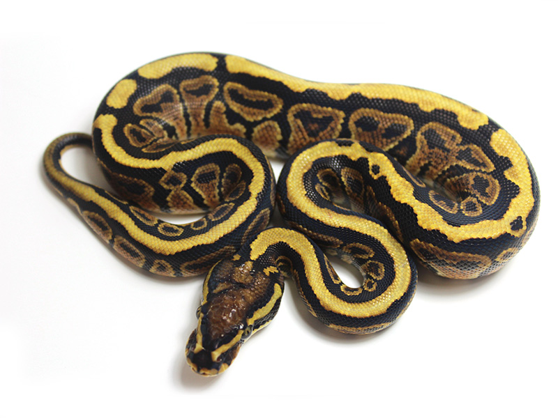 Morph List - World of Ball Pythons