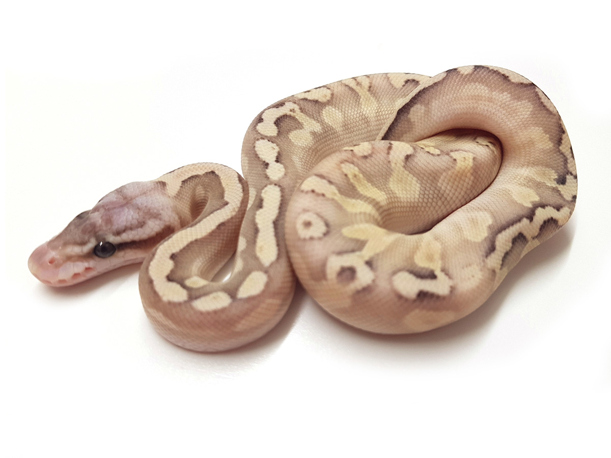 Morph List - World of Ball Pythons