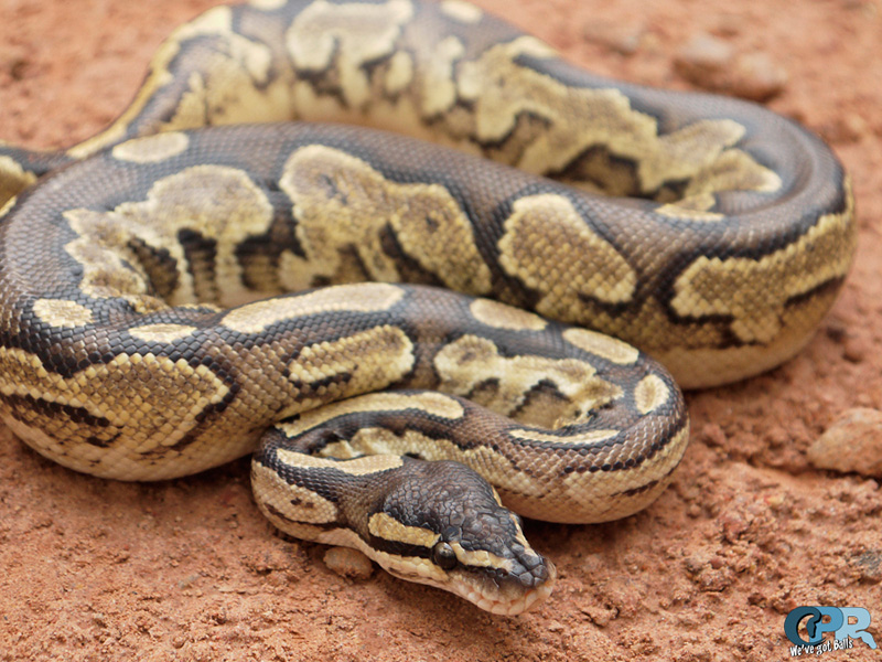 Morph List - World of Ball Pythons