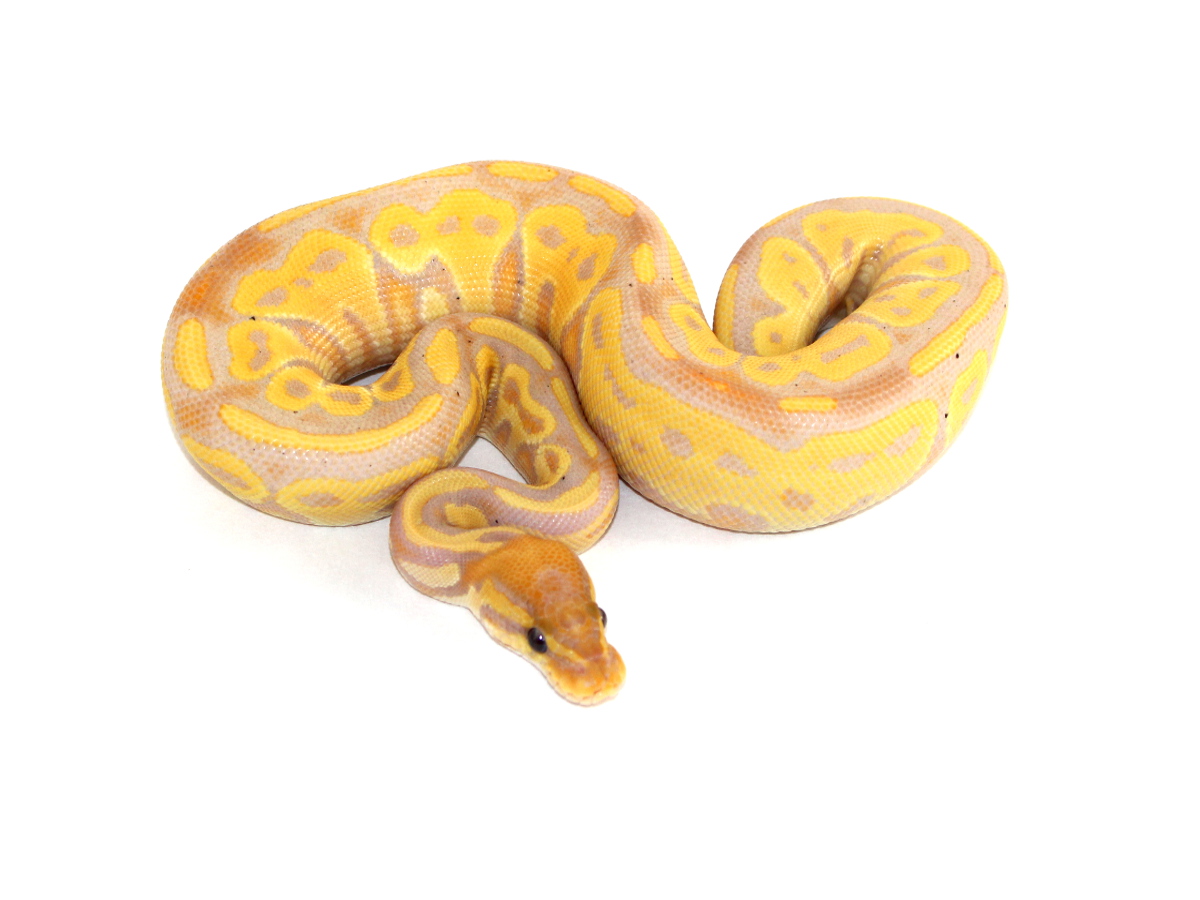 Morph List - World of Ball Pythons