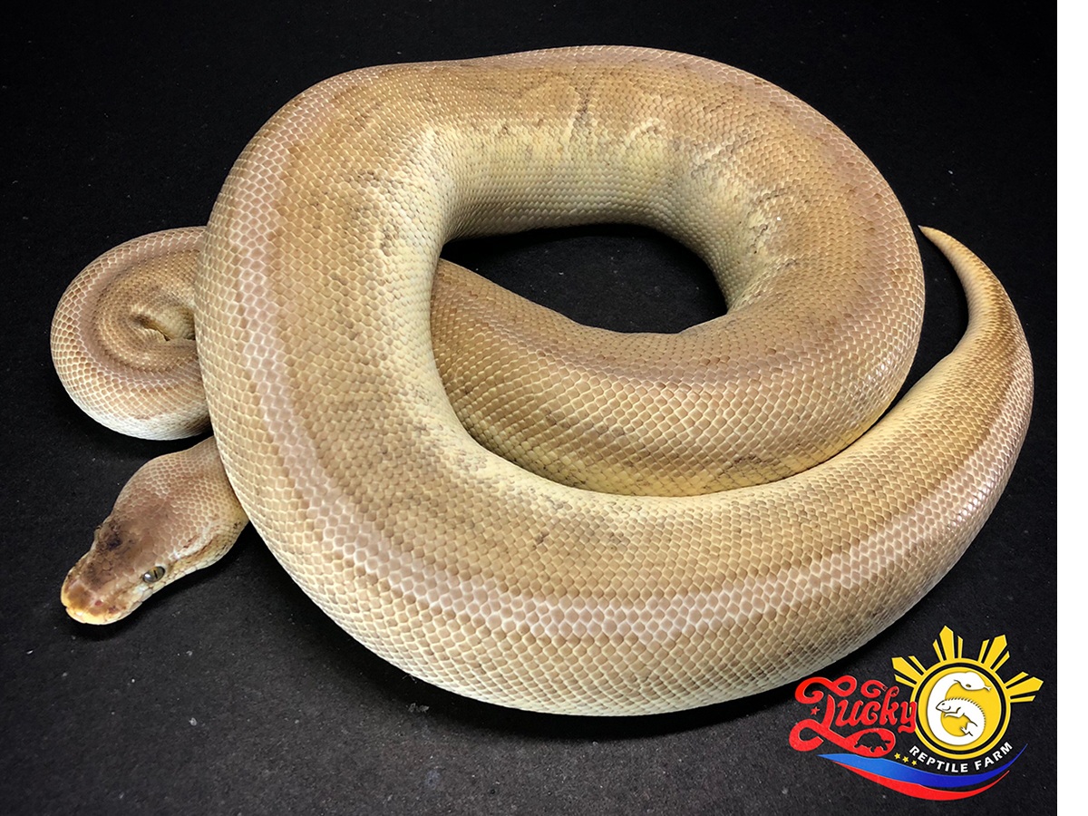 Morph List - World of Ball Pythons