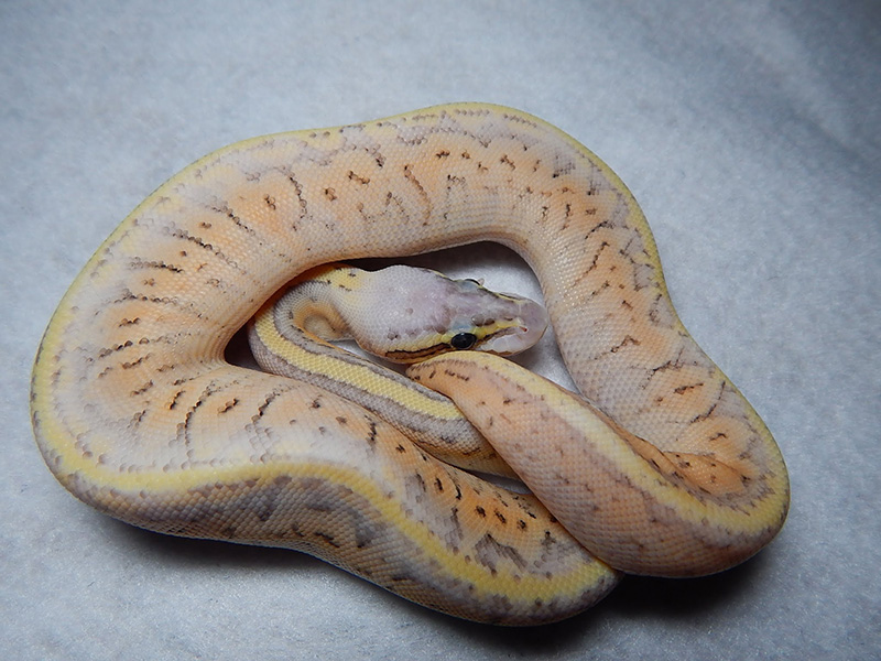 Morph List - World of Ball Pythons