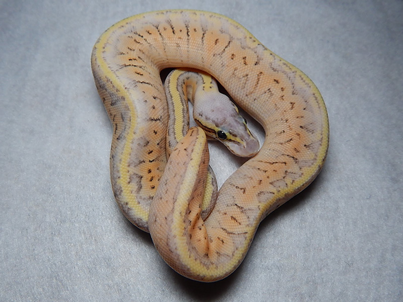 Morph List - World of Ball Pythons