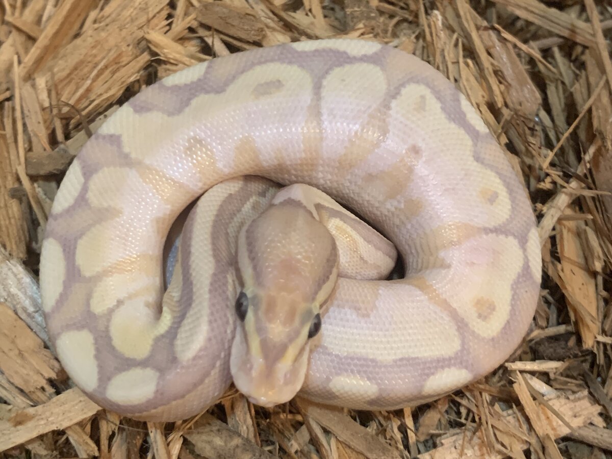 Morph List - World of Ball Pythons