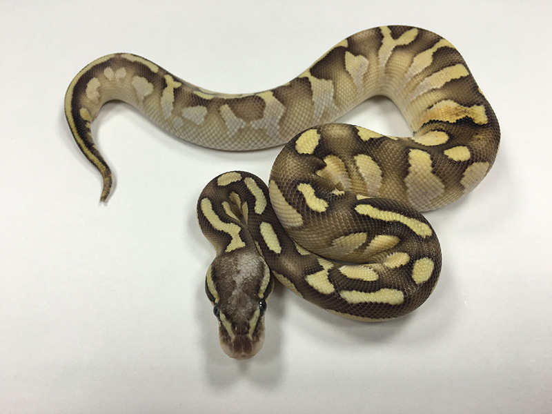 Morph List - World of Ball Pythons