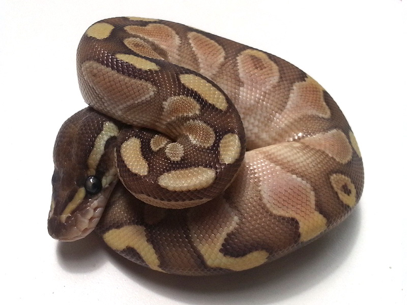 Morph List - World of Ball Pythons
