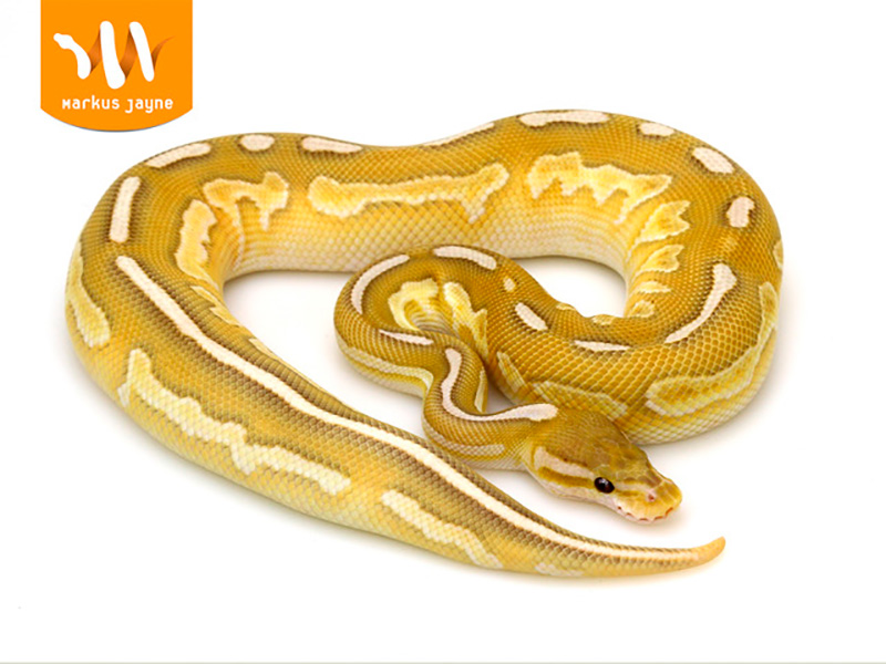 Morph List - World of Ball Pythons