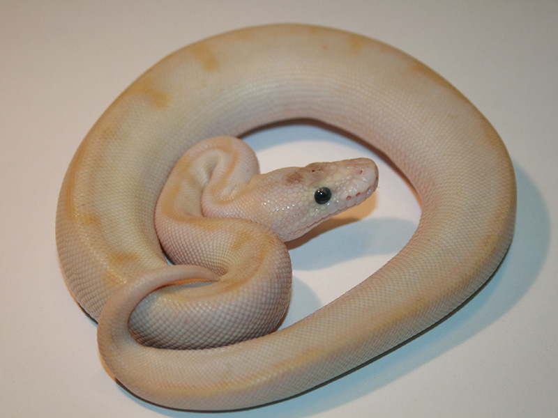 Morph List - World of Ball Pythons