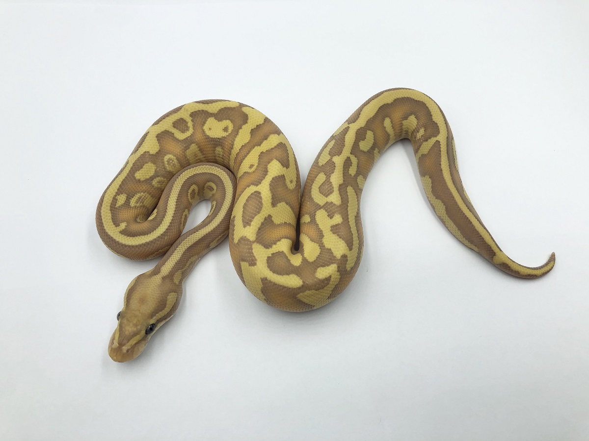 Morph List - World of Ball Pythons