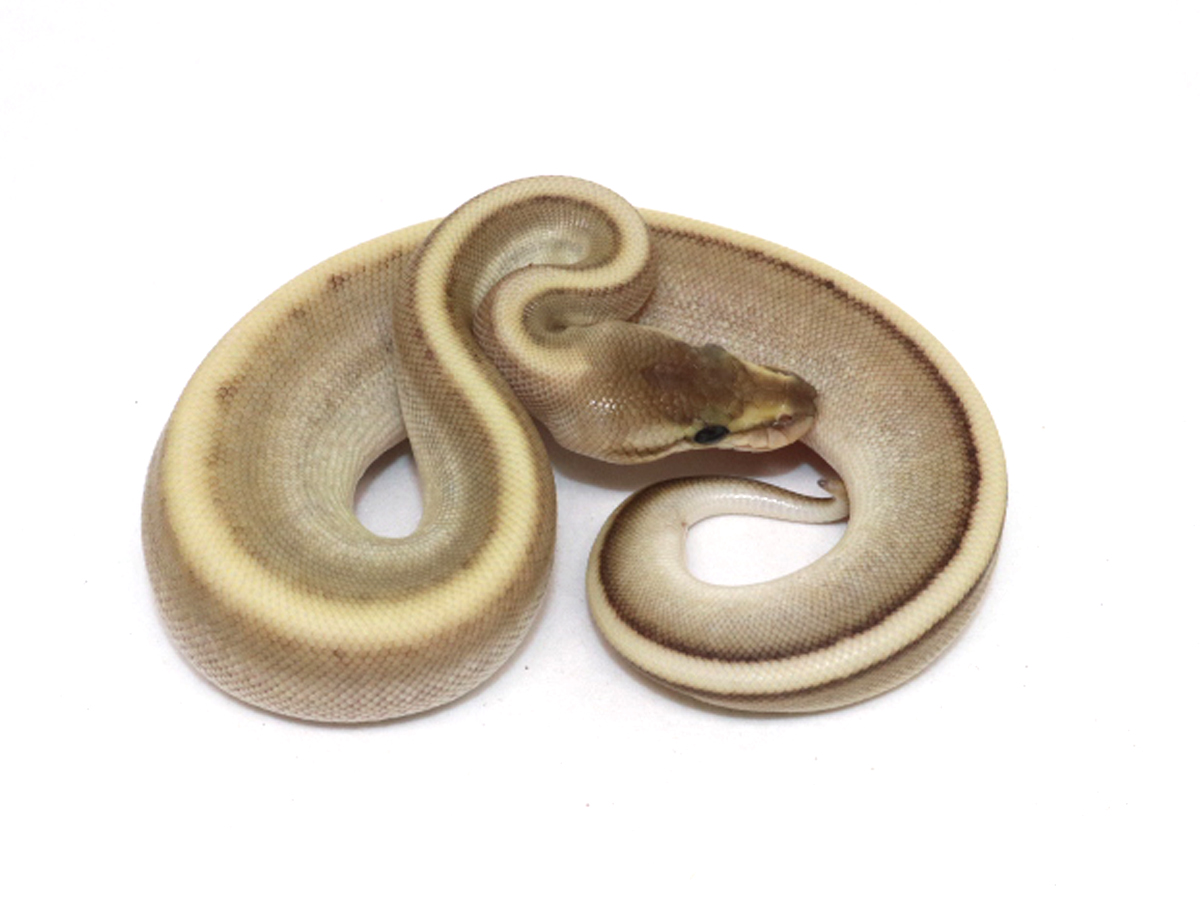 Morph List - World of Ball Pythons