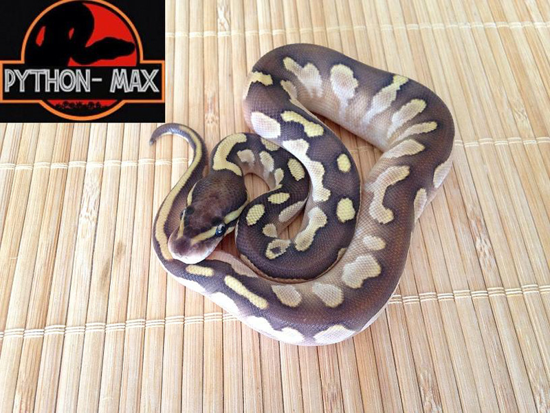 Morph List - World of Ball Pythons