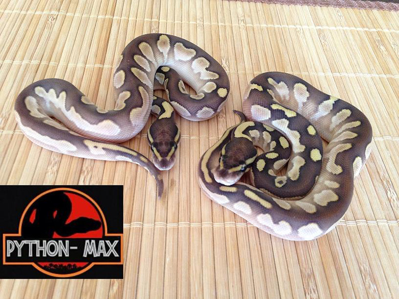 Morph List - World of Ball Pythons