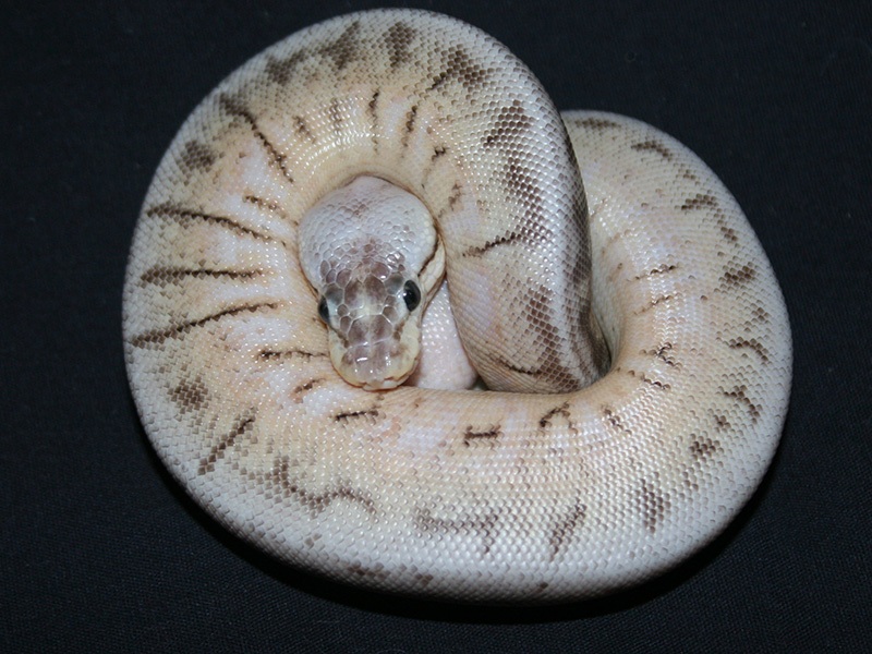 Morph List - World of Ball Pythons