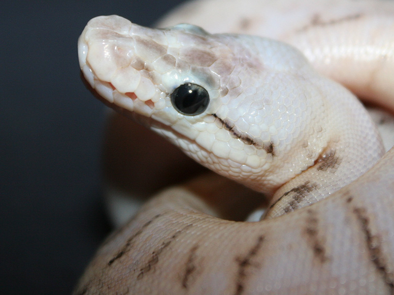 Morph List - World of Ball Pythons