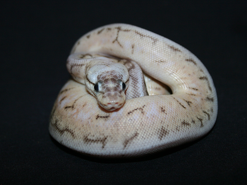 Morph List - World of Ball Pythons