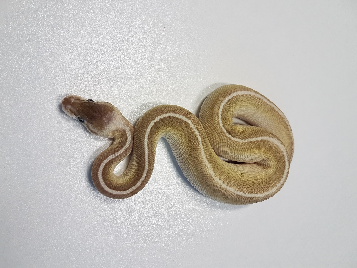 Butter Cinnamon Granite Hidden Gene Woma Pastel Yellow Belly - Morph ...