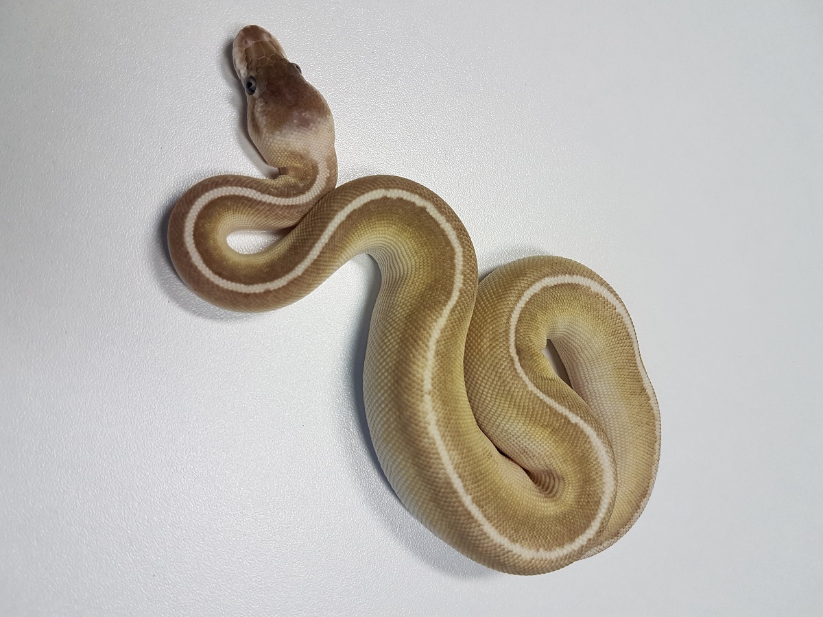 Butter Cinnamon Granite Hidden Gene Woma Pastel Yellow Belly - Morph ...