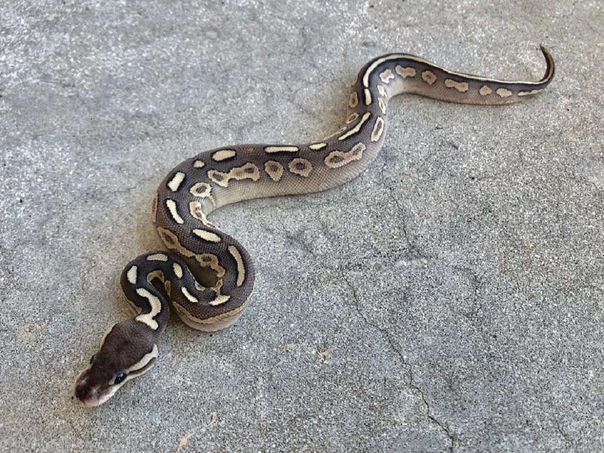 Morph List - World of Ball Pythons