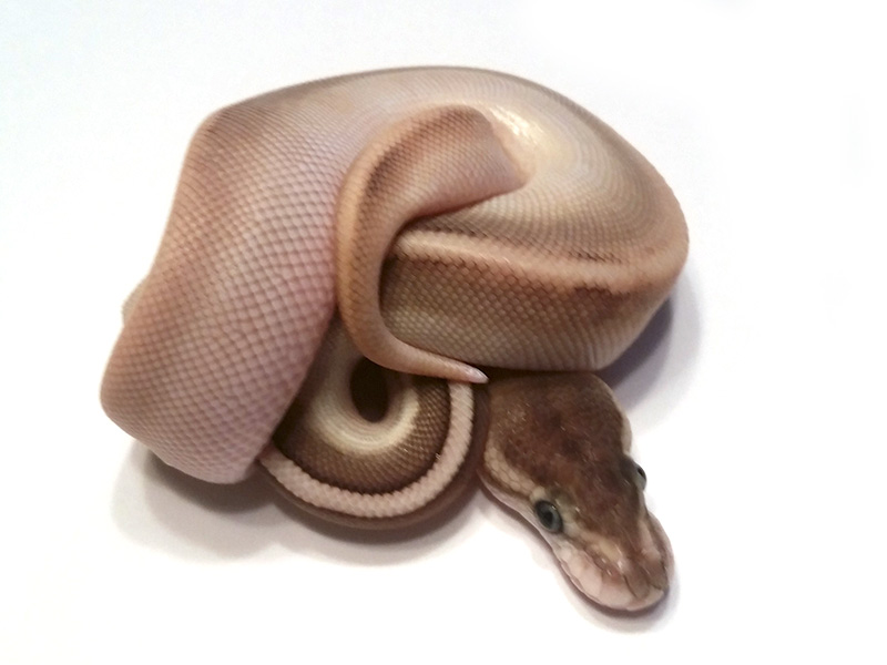 Morph List - World of Ball Pythons Morph List - World of Ball Pythons