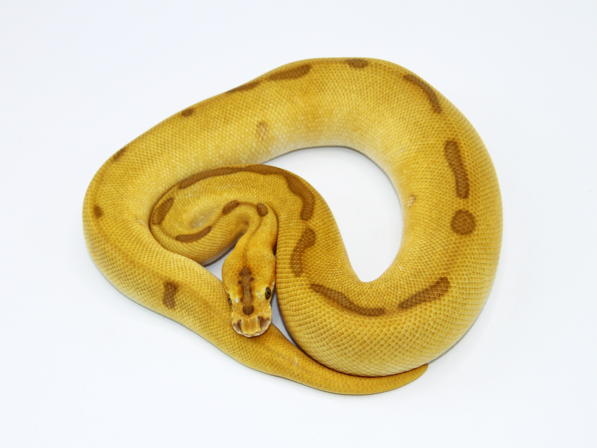 Morph List - World of Ball Pythons