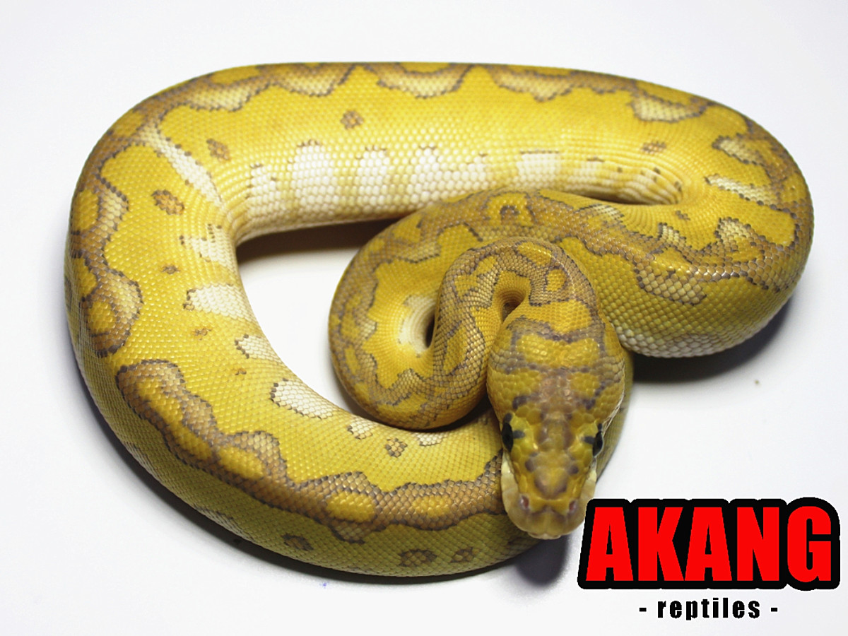 Morph List - World of Ball Pythons