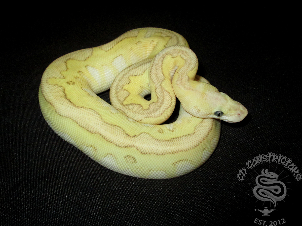 Morph List - World of Ball Pythons