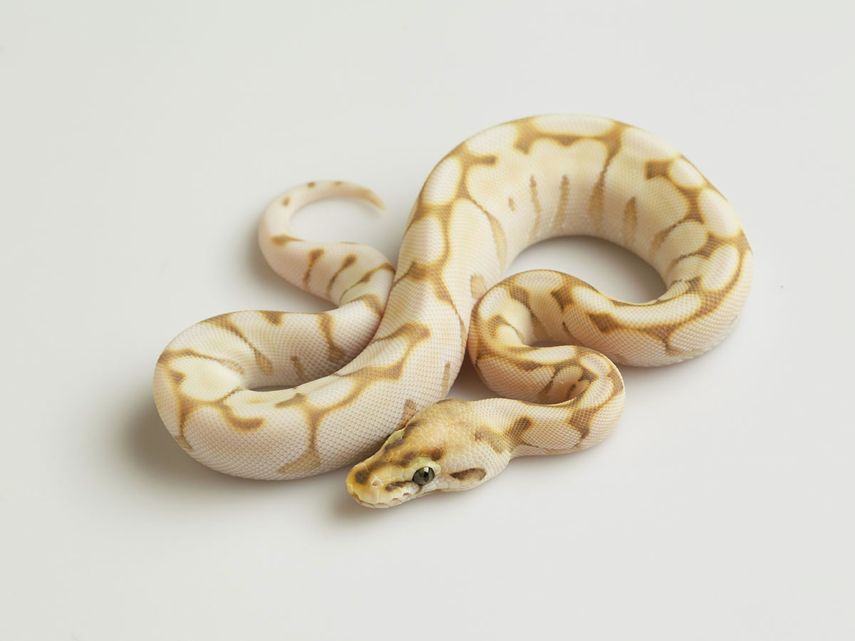 Morph List - World of Ball Pythons