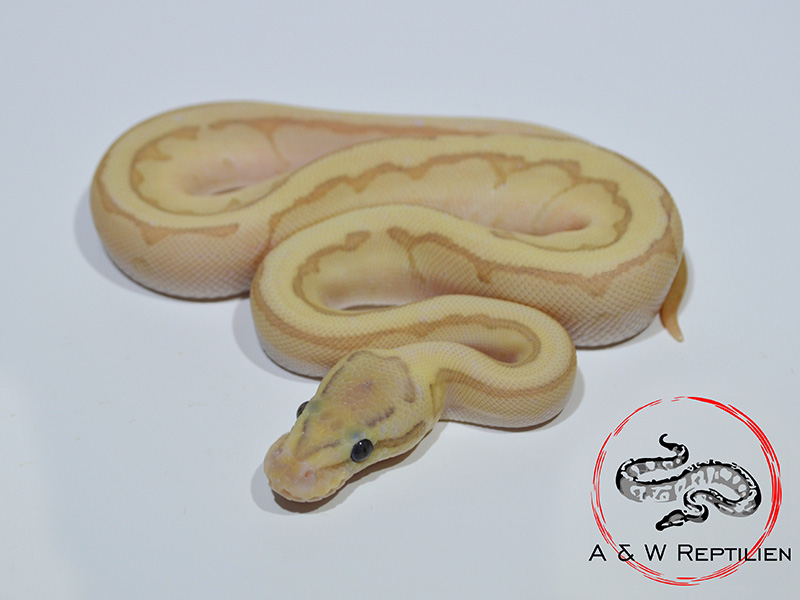Butter Enchi Fire Ghost Pinstripe - Morph List - World of Ball Pythons