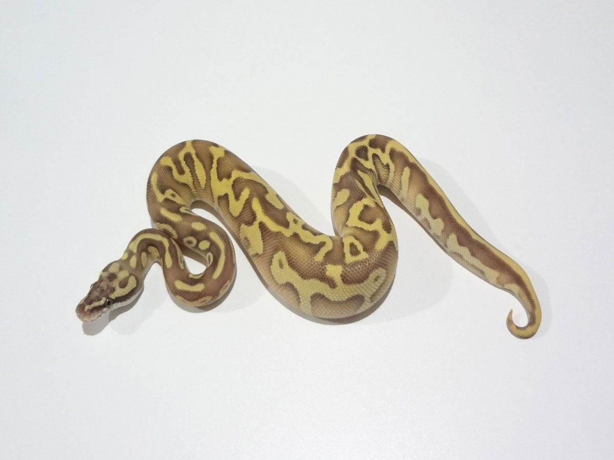 Morph List - World of Ball Pythons