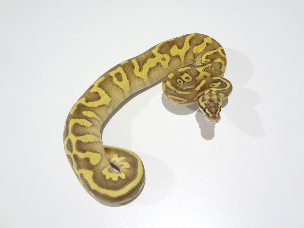 Morph List - World of Ball Pythons