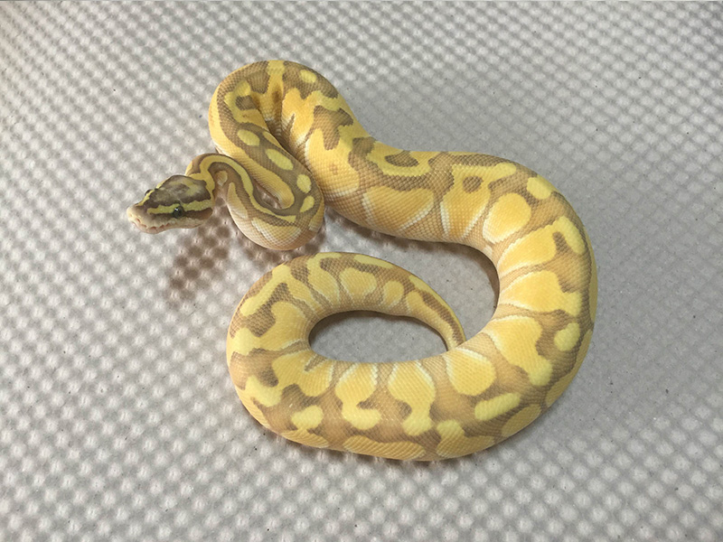 Morph List - World of Ball Pythons