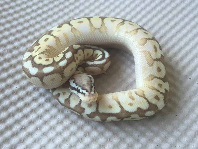 Morph List - World of Ball Pythons