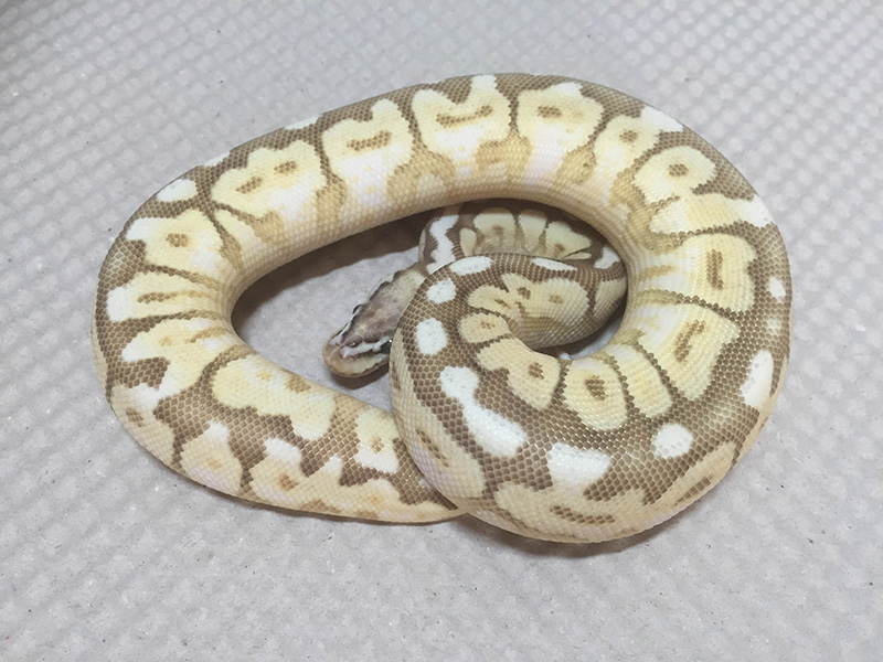 Morph List - World of Ball Pythons