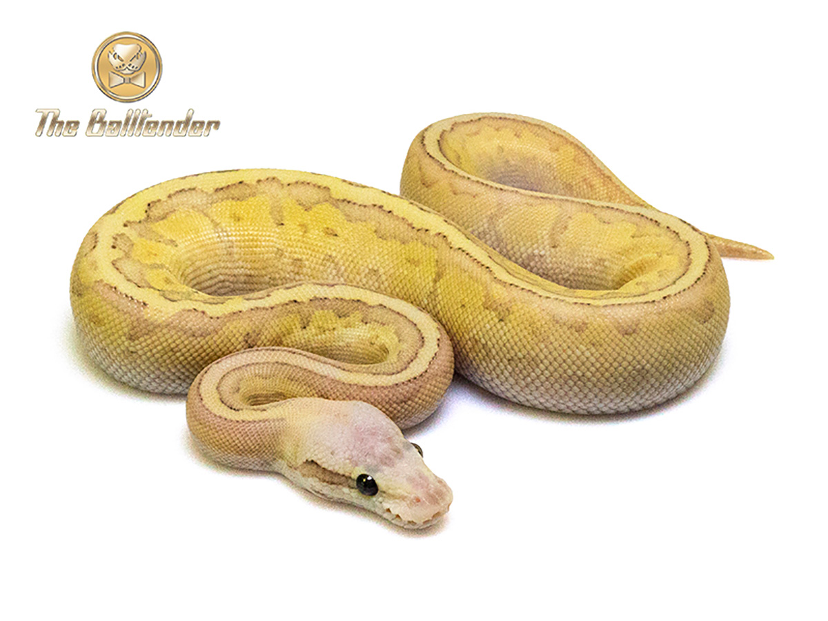 Morph List - World of Ball Pythons
