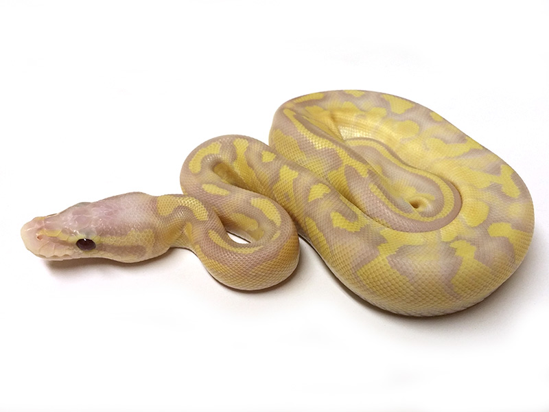 Fire Ivory Leopard Pastel Spotnose - Morph List - World of Ball Pythons