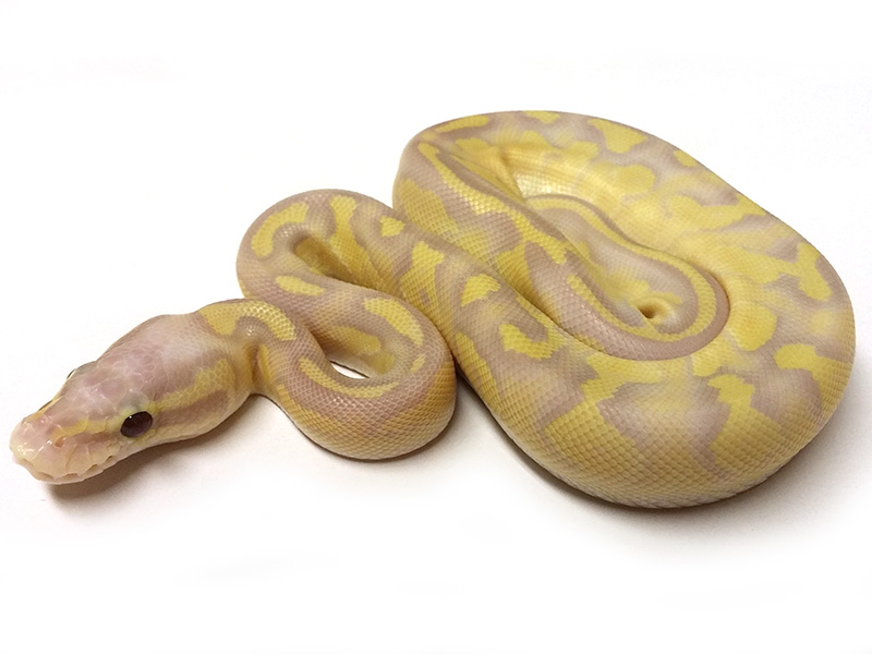 Morph List - World of Ball Pythons