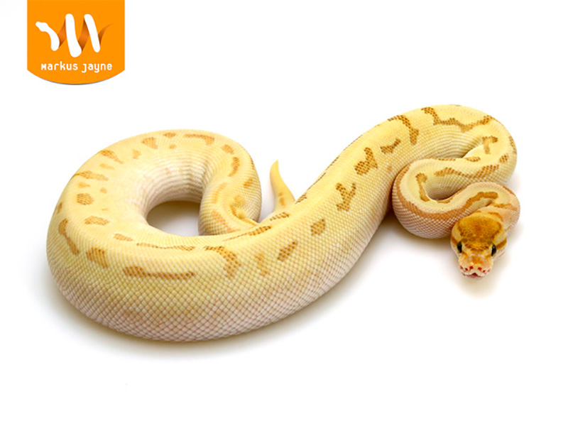 Morph List - World of Ball Pythons