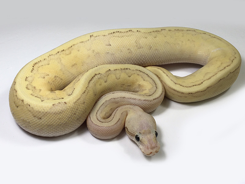 Morph List - World of Ball Pythons