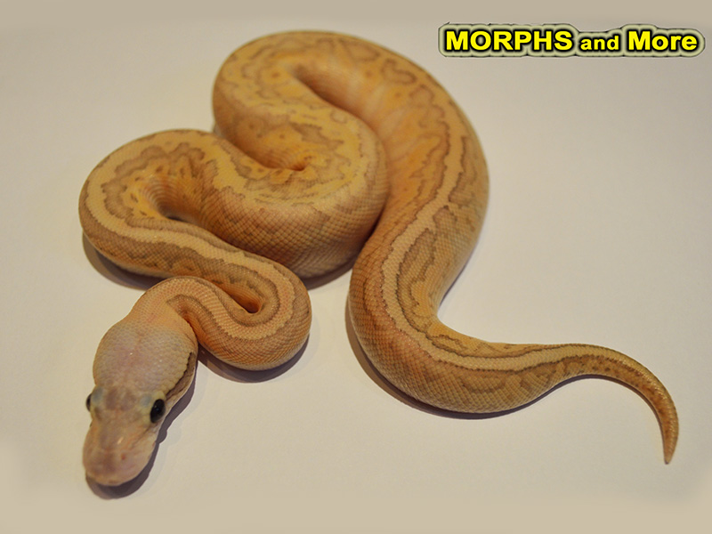 Morph List - World of Ball Pythons