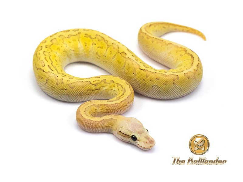 Morph List - World of Ball Pythons