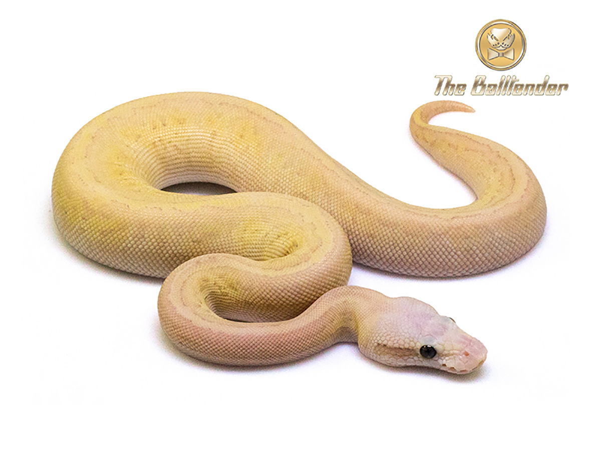 Morph List - World of Ball Pythons