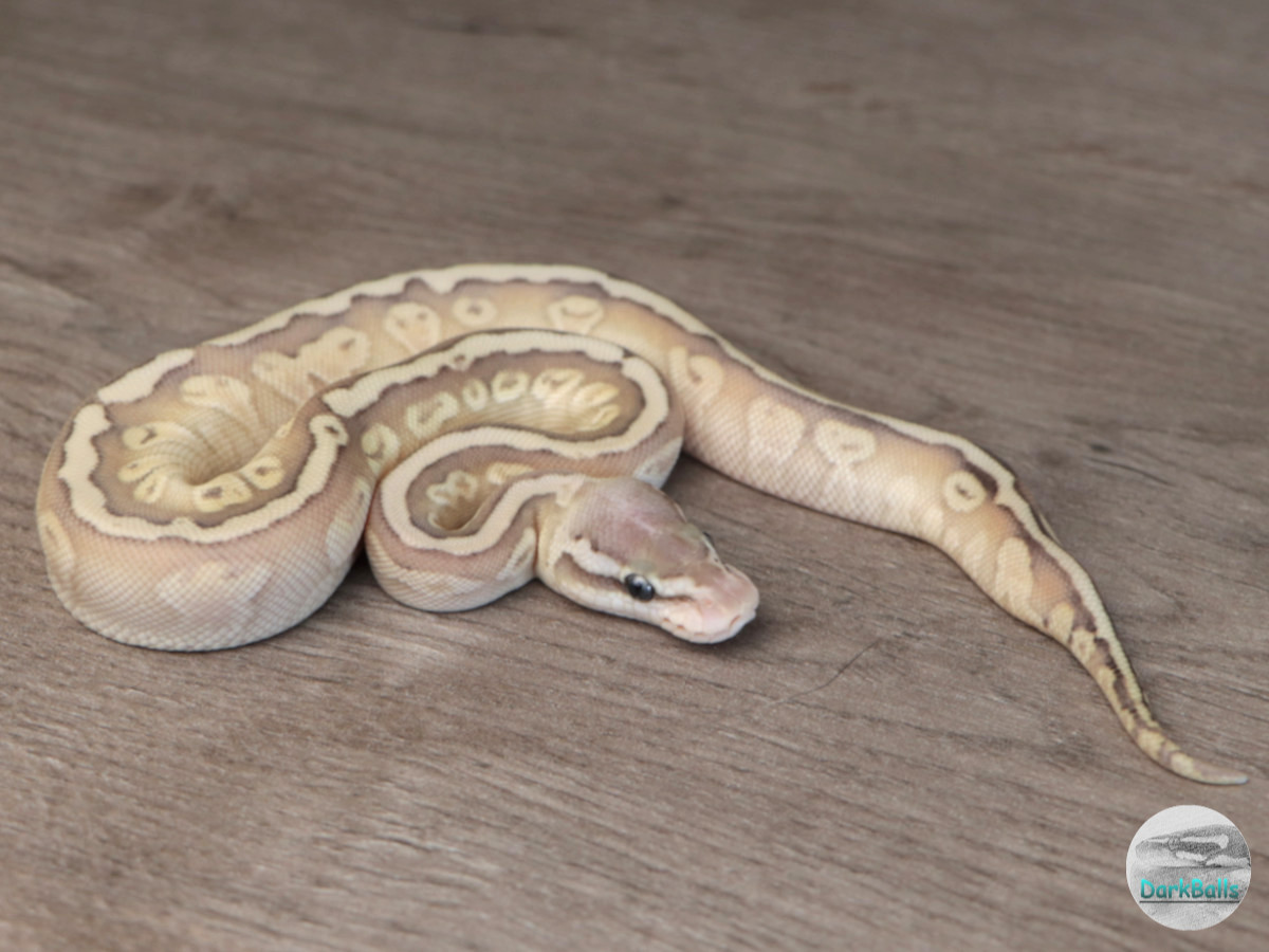 Morph List - World of Ball Pythons