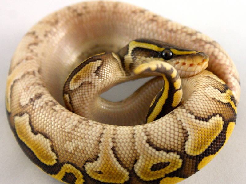 Morph List - World of Ball Pythons