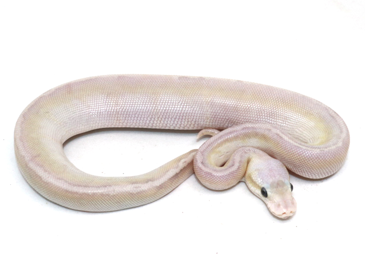 Morph List - World of Ball Pythons